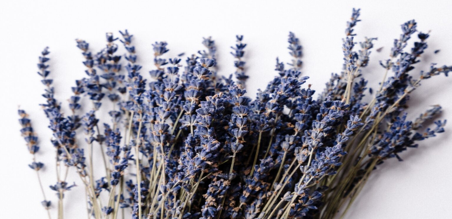 What Are PFAS and How To Avoid Them – Suntribe